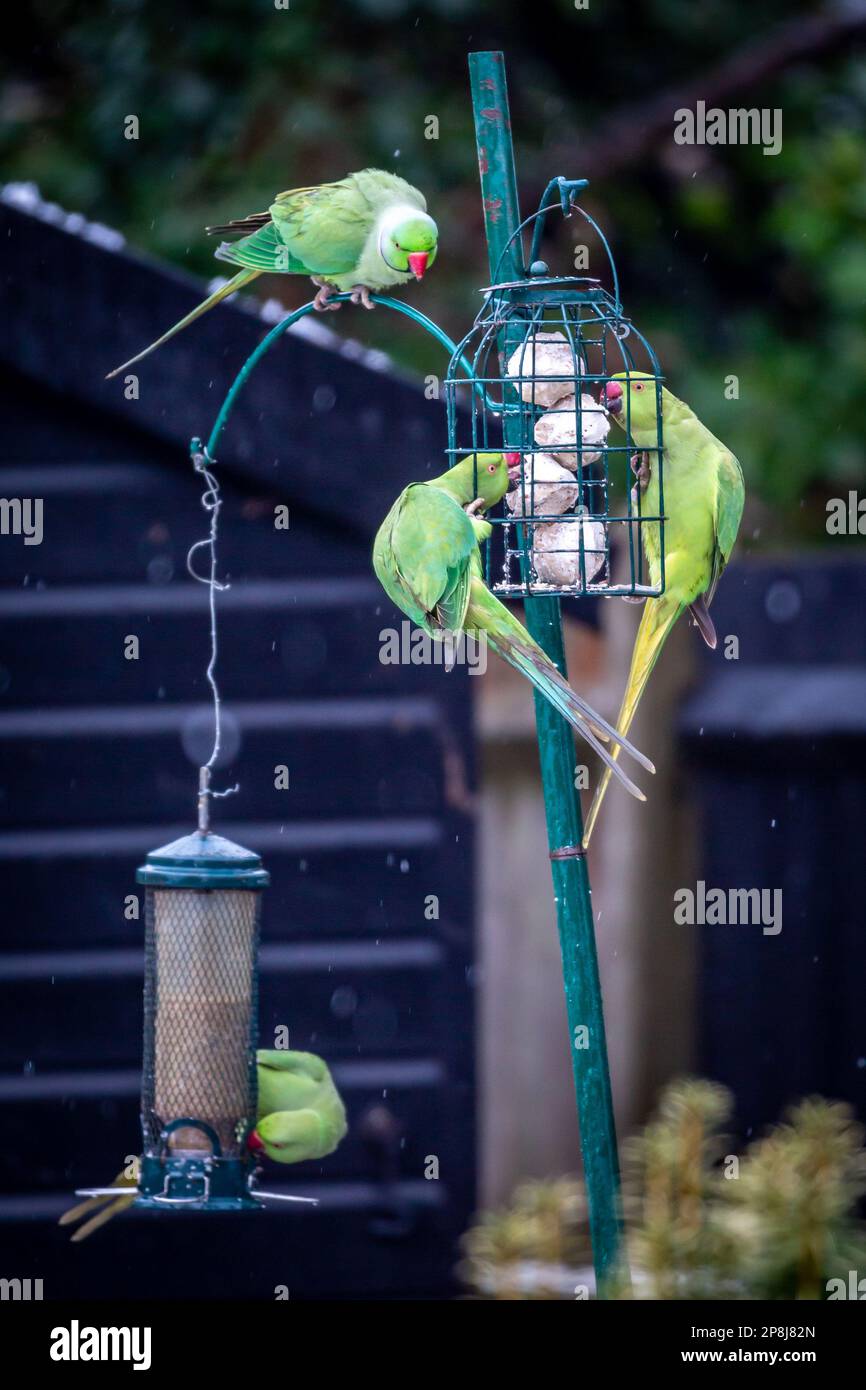 Four wild parakeets eating from bird feeders, on a winters day in ...
