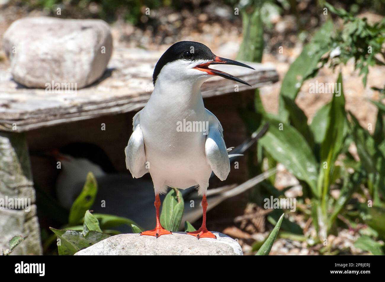 Roseate tern sterna dougallii nesting hi-res stock photography and ...