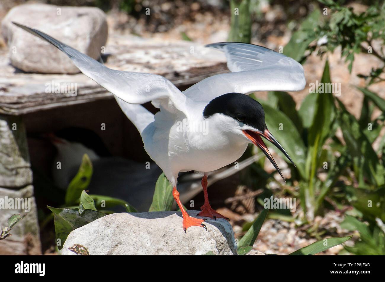 Roseate tern standing next to nesting box on Bird Island, Marion ...