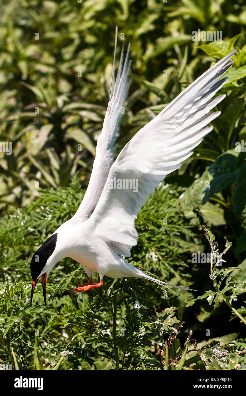 Endangered Roseate tern flying over tern colony Stock Photo - Alamy