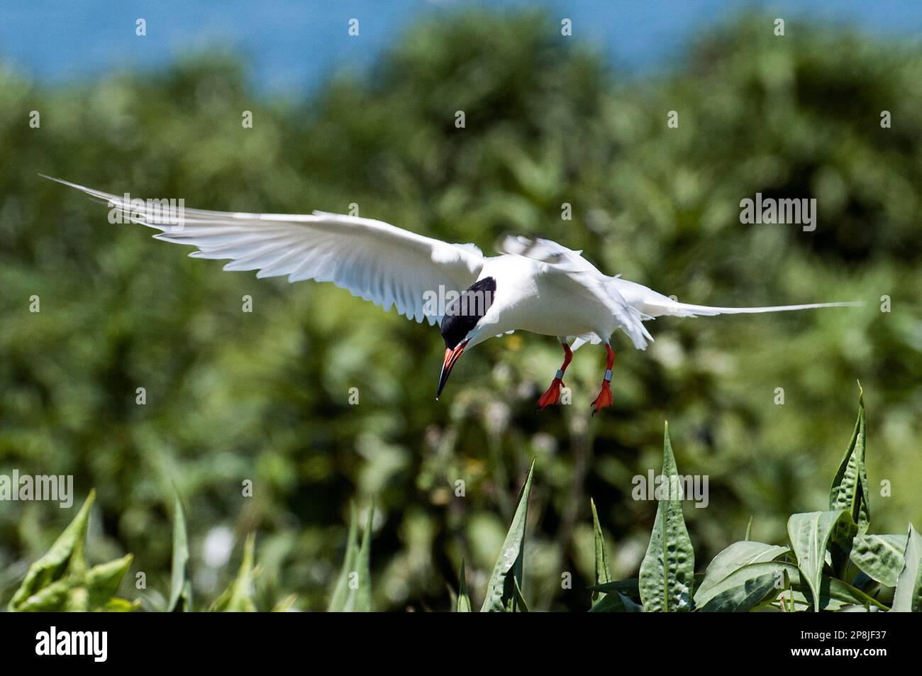 Tern species hi-res stock photography and images - Alamy