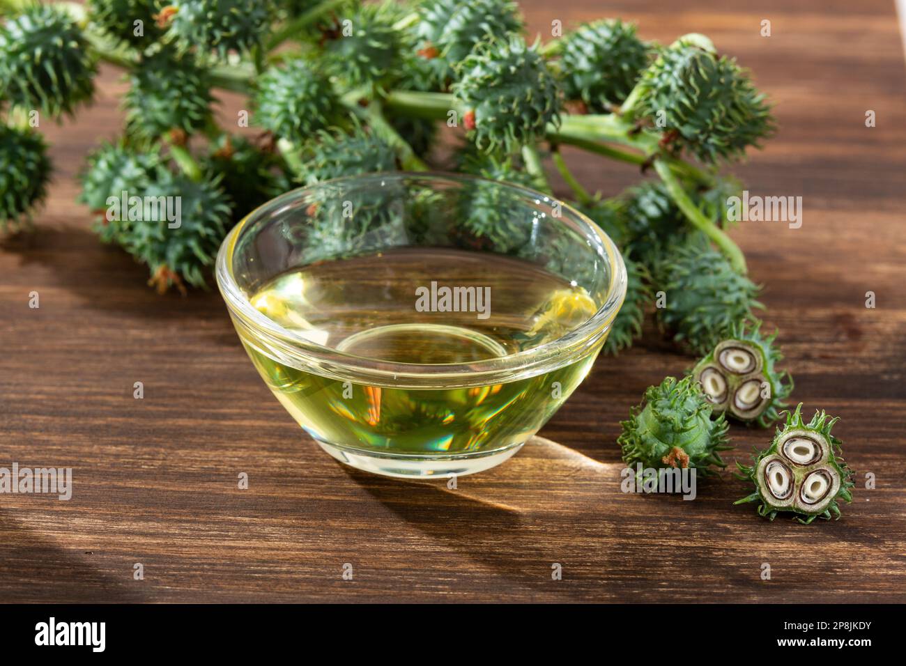 Fruits Green and castor oil - Ricinus communis Stock Photo - Alamy