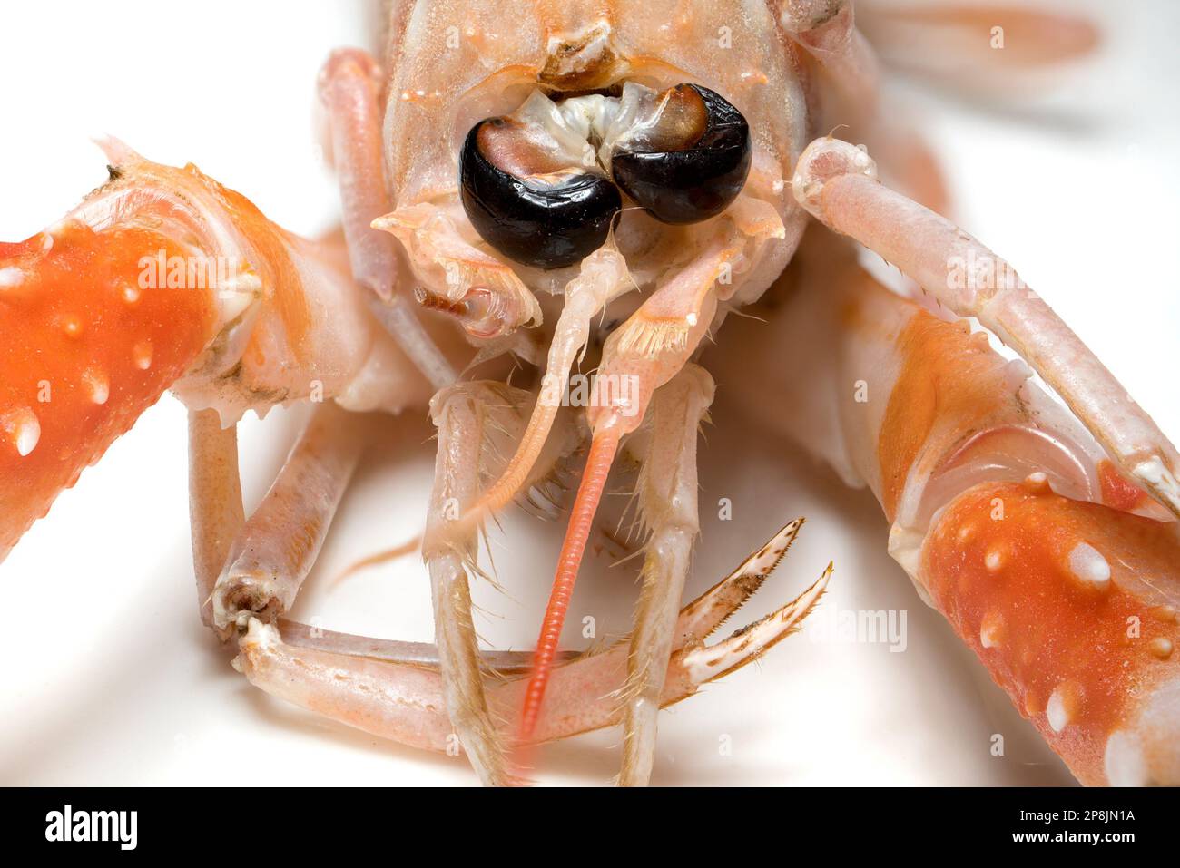 Raw Langoustine/ Norway Lobster / Dublin Bay Prawn / Scampi (Nephrops ...