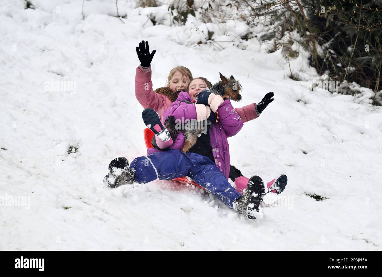 Fun in the Snow. Young girls sledging with their pet dog. Britain ...