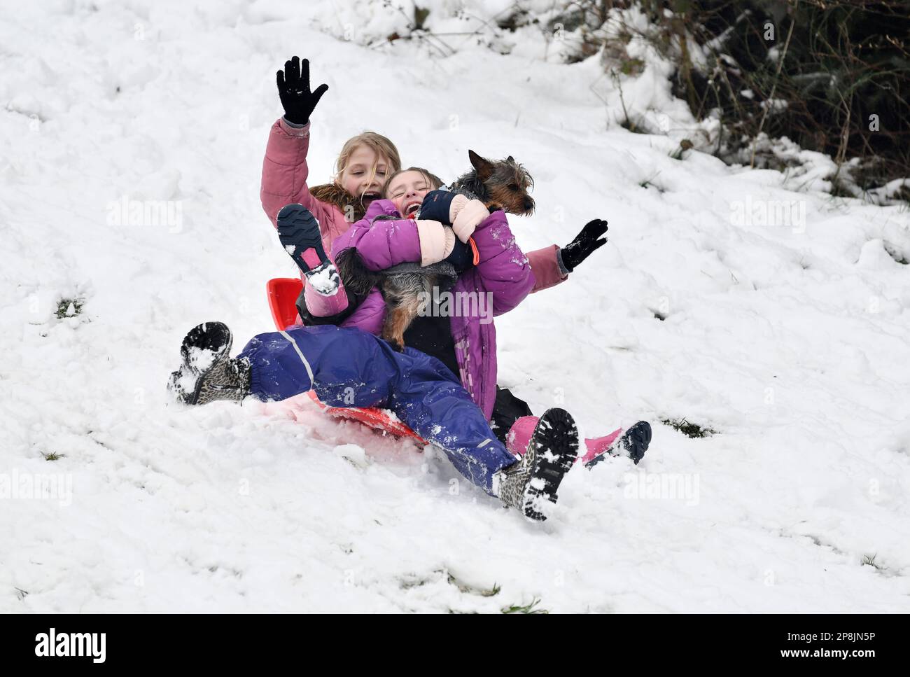 Fun in the Snow. Young girls sledging with their pet dog. Britain ...