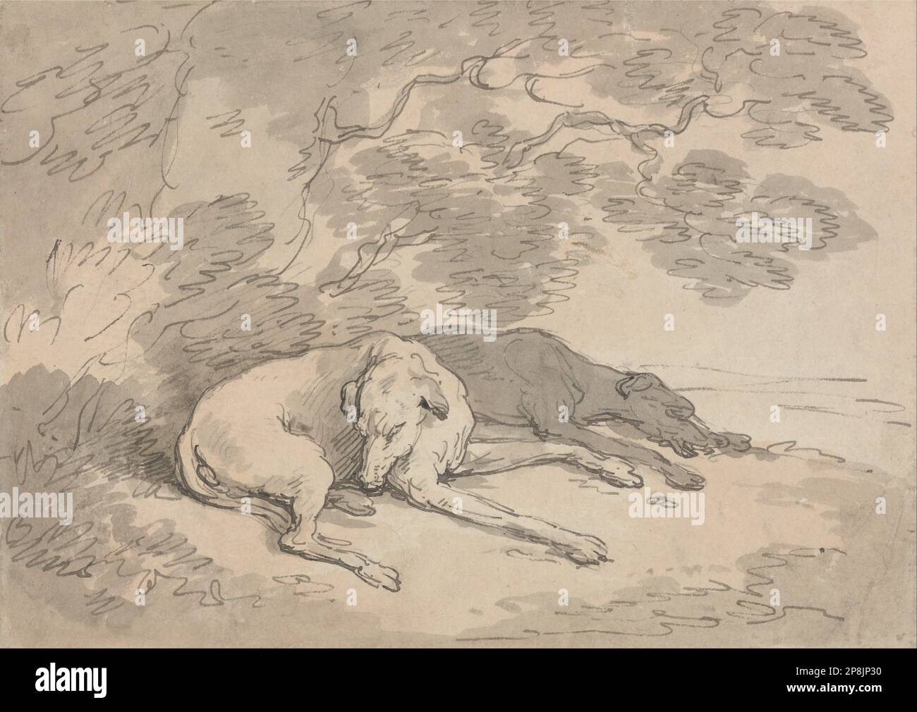 English greyhounds hi-res stock photography and images - Alamy