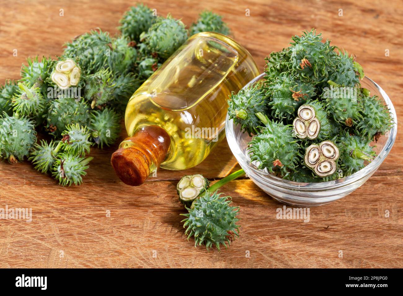 Fruits Green and castor oil - Ricinus communis Stock Photo - Alamy