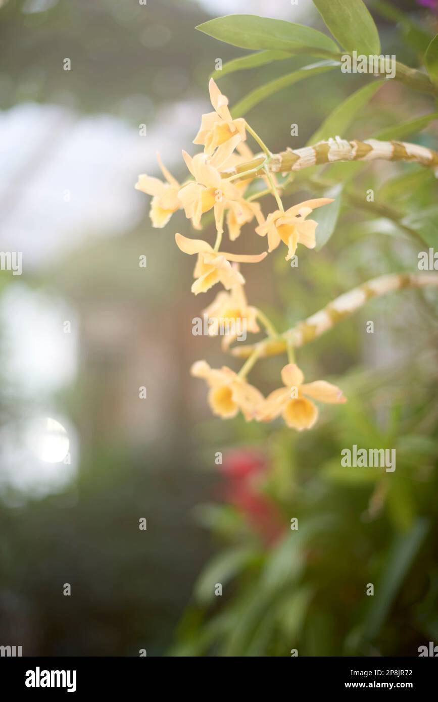 A Dendrobium densiflorum at Allan Gardens Stock Photo - Alamy