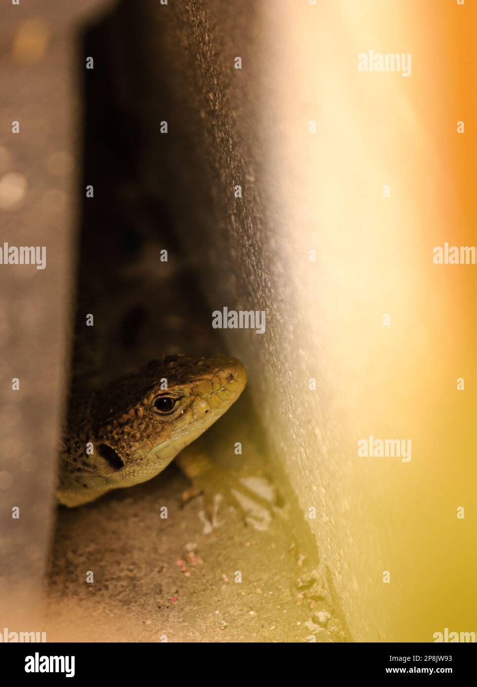 A lizard hides in a hole in a wall Stock Photo - Alamy