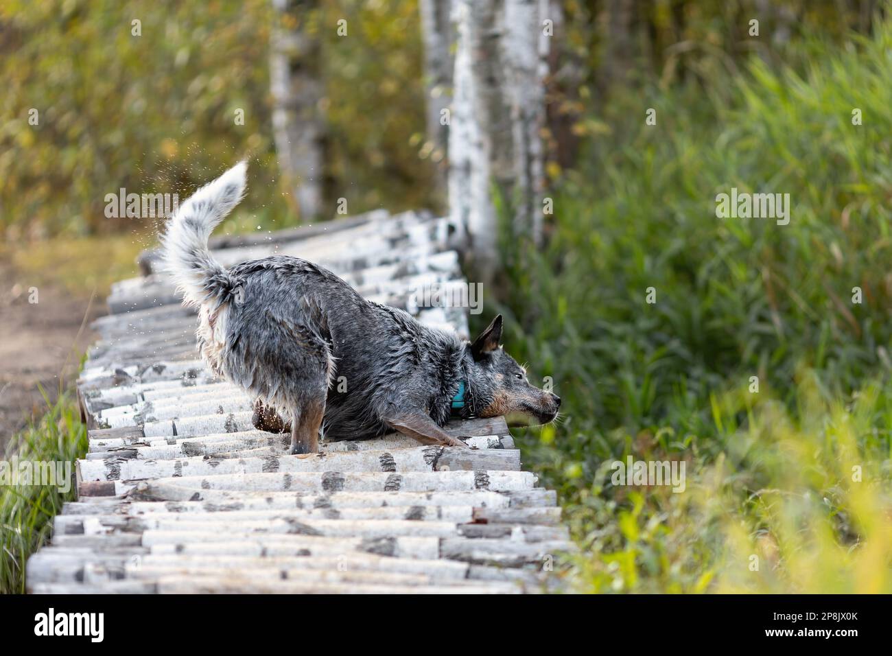Blue heeler dog playing in forest. Australian cattle dog at nature ...