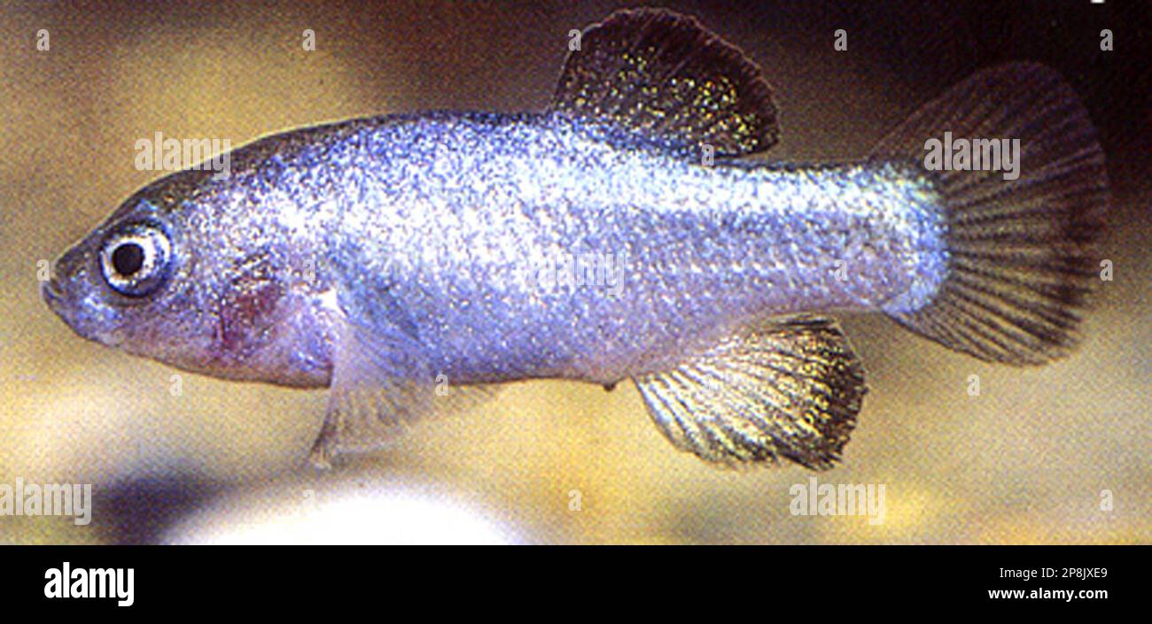 FILE - This undated handout file photo provided by Death Valley ...