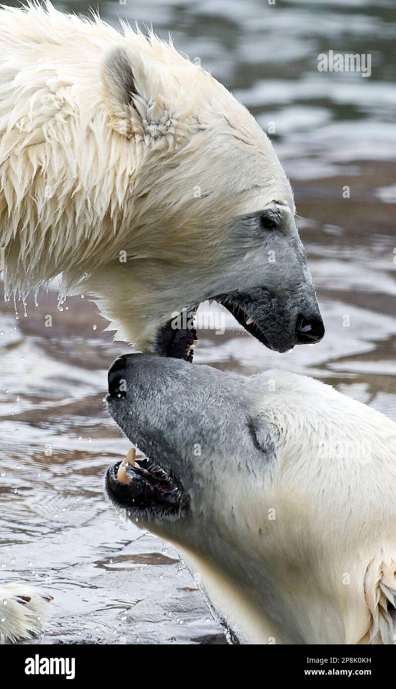 Polar bears Bill, left, and Lara react, at their first meeting, at the ...