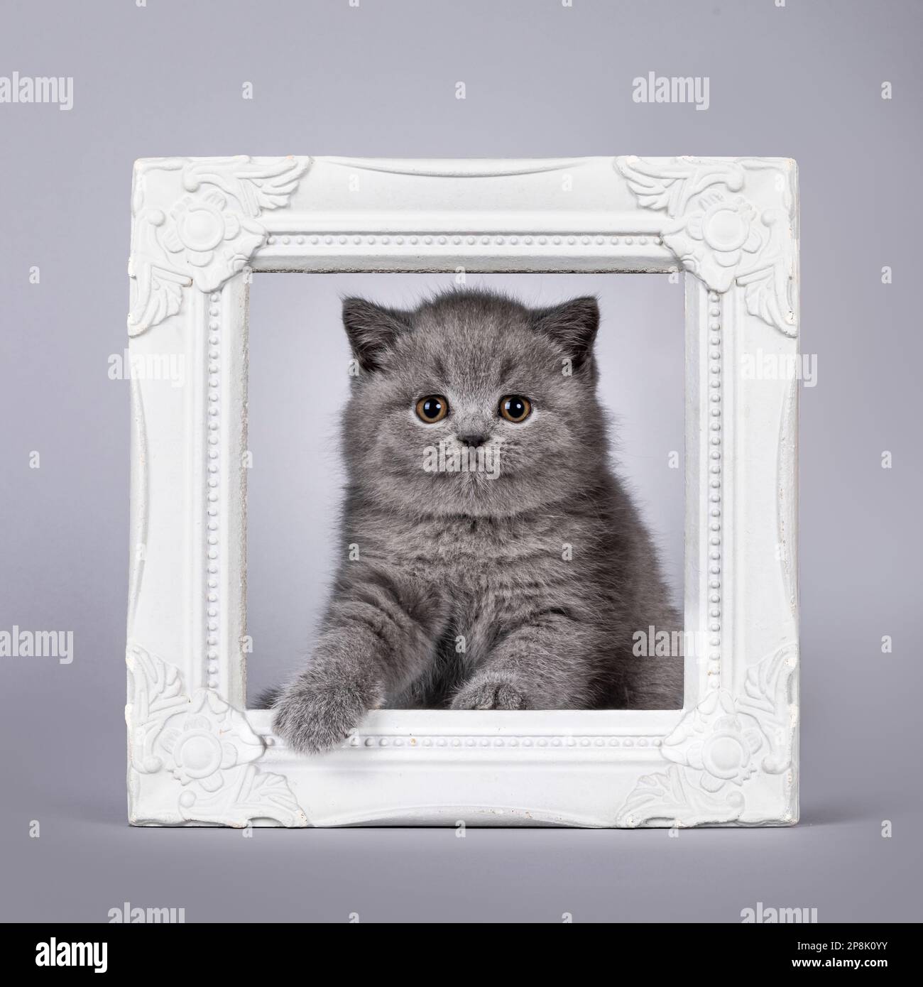 Cute blue British Shorthair cat kitten, sitting in white empty picture ...
