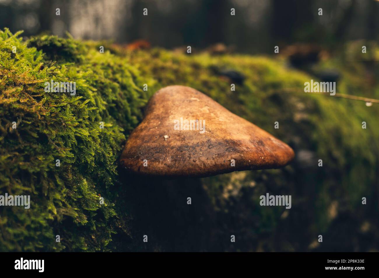 Perfect fungi hi-res stock photography and images - Alamy