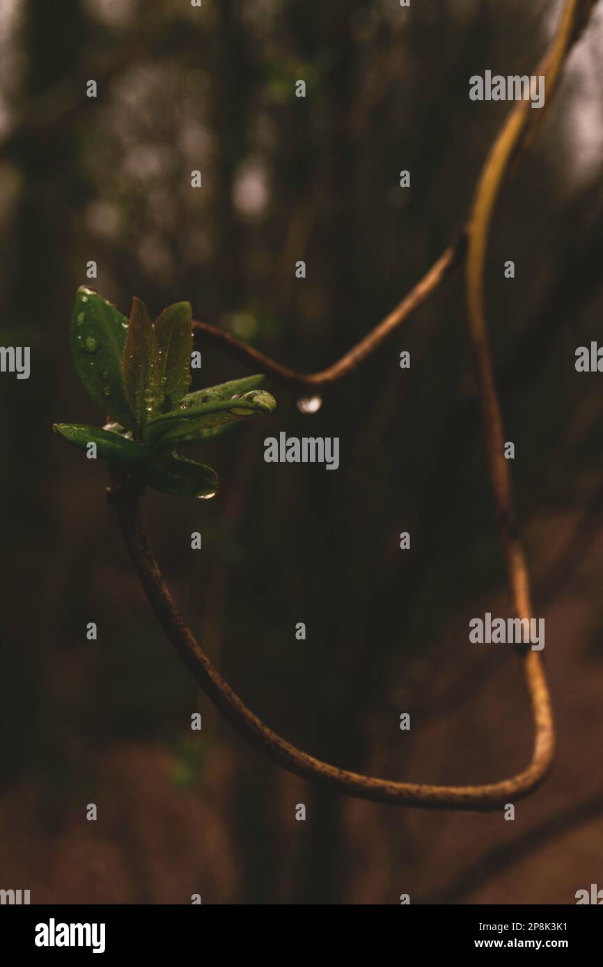 Beginning rain hi-res stock photography and images - Alamy Beginning rain hi-res stock photography and images - Alamy