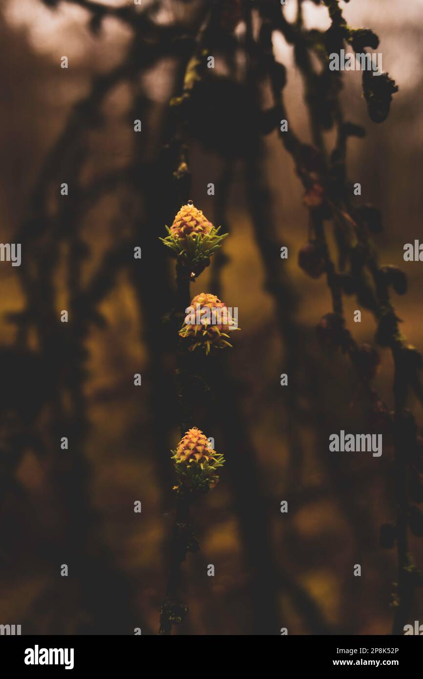 Little cone hi-res stock photography and images - Alamy