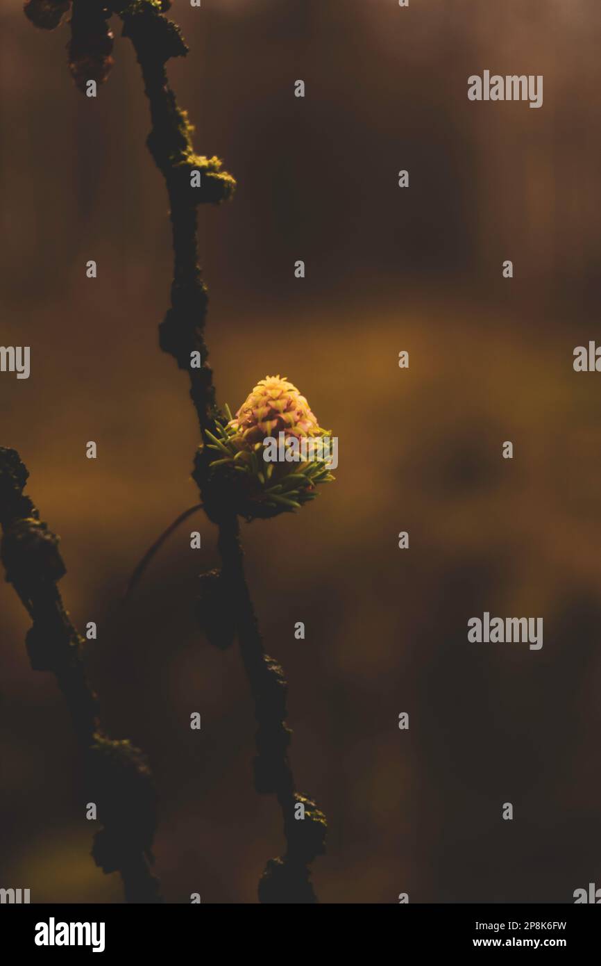 Little cone hi-res stock photography and images - Alamy