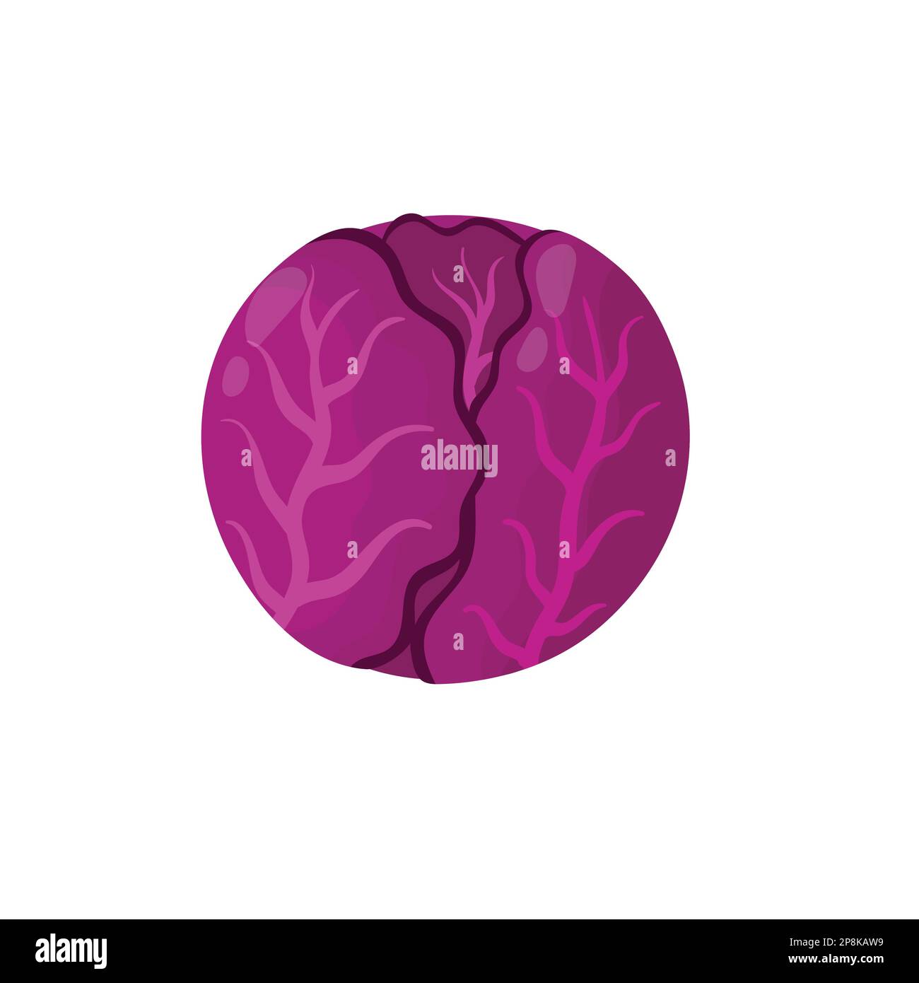 Fresh red cabbage in cartoon style isolated element. Healthy food print ...