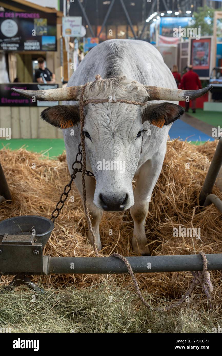 Gasconne des pyrenees hi-res stock photography and images - Alamy
