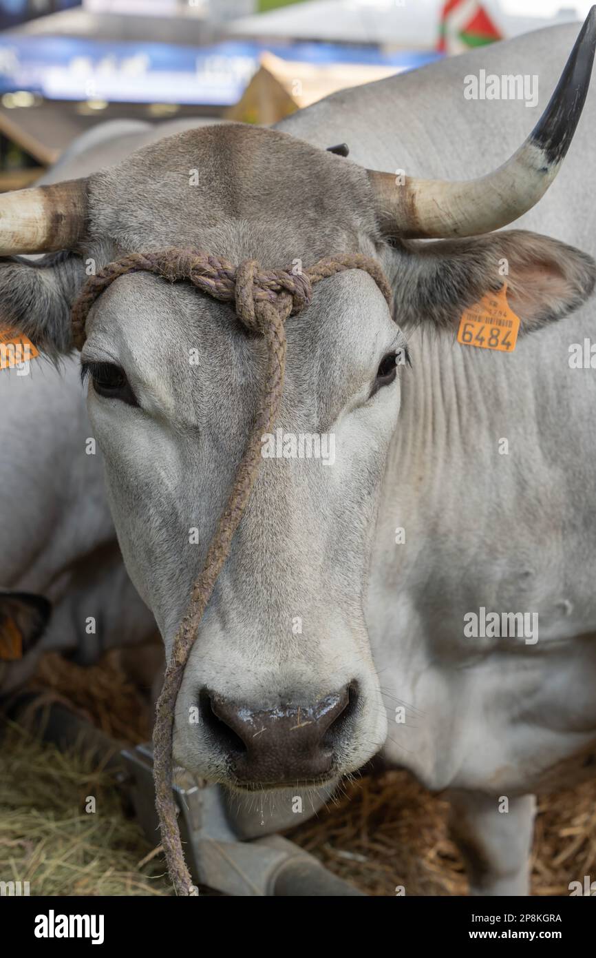 Paris, France - 03 01 2023: International Agricultural Show. A Gasconne ...