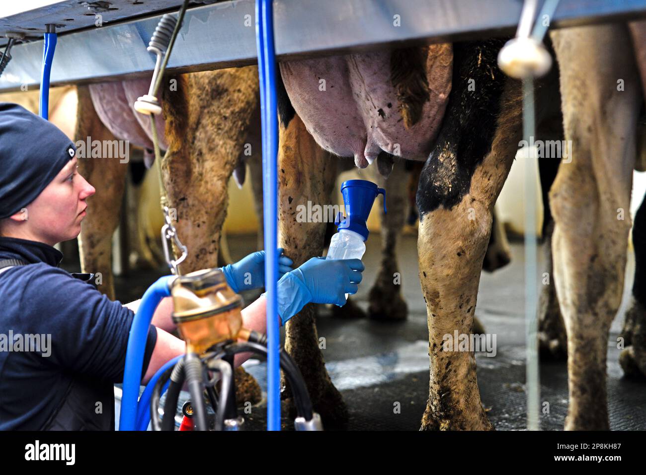 Gressow, Germany. 09th Mar, 2023. Lea Brand from GGAB Agrabetrieb Gross ...