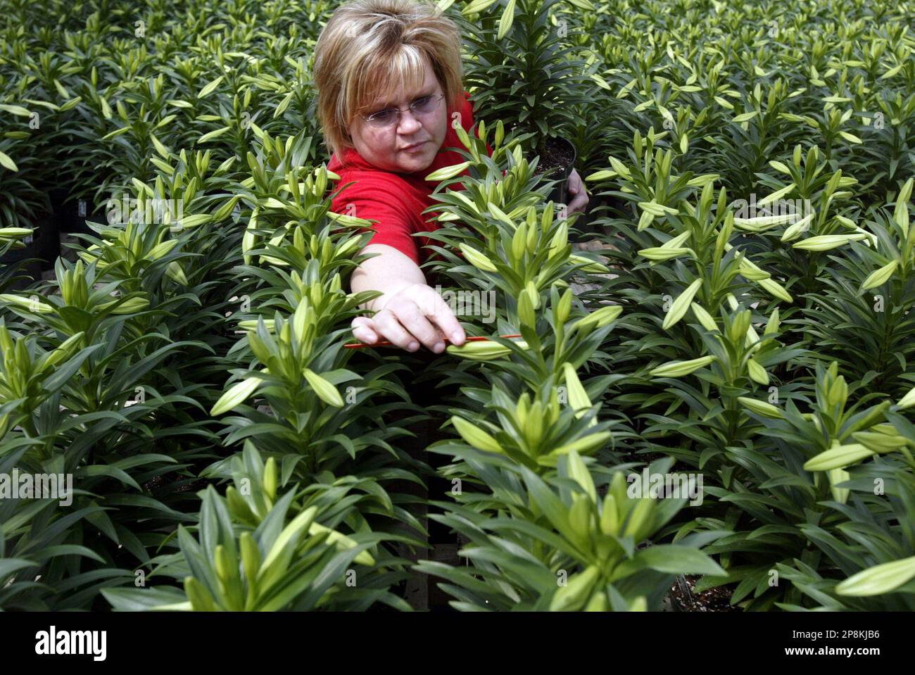 Stutzman's Greenhouse employee Jean Schweizer measures a bud on an ...