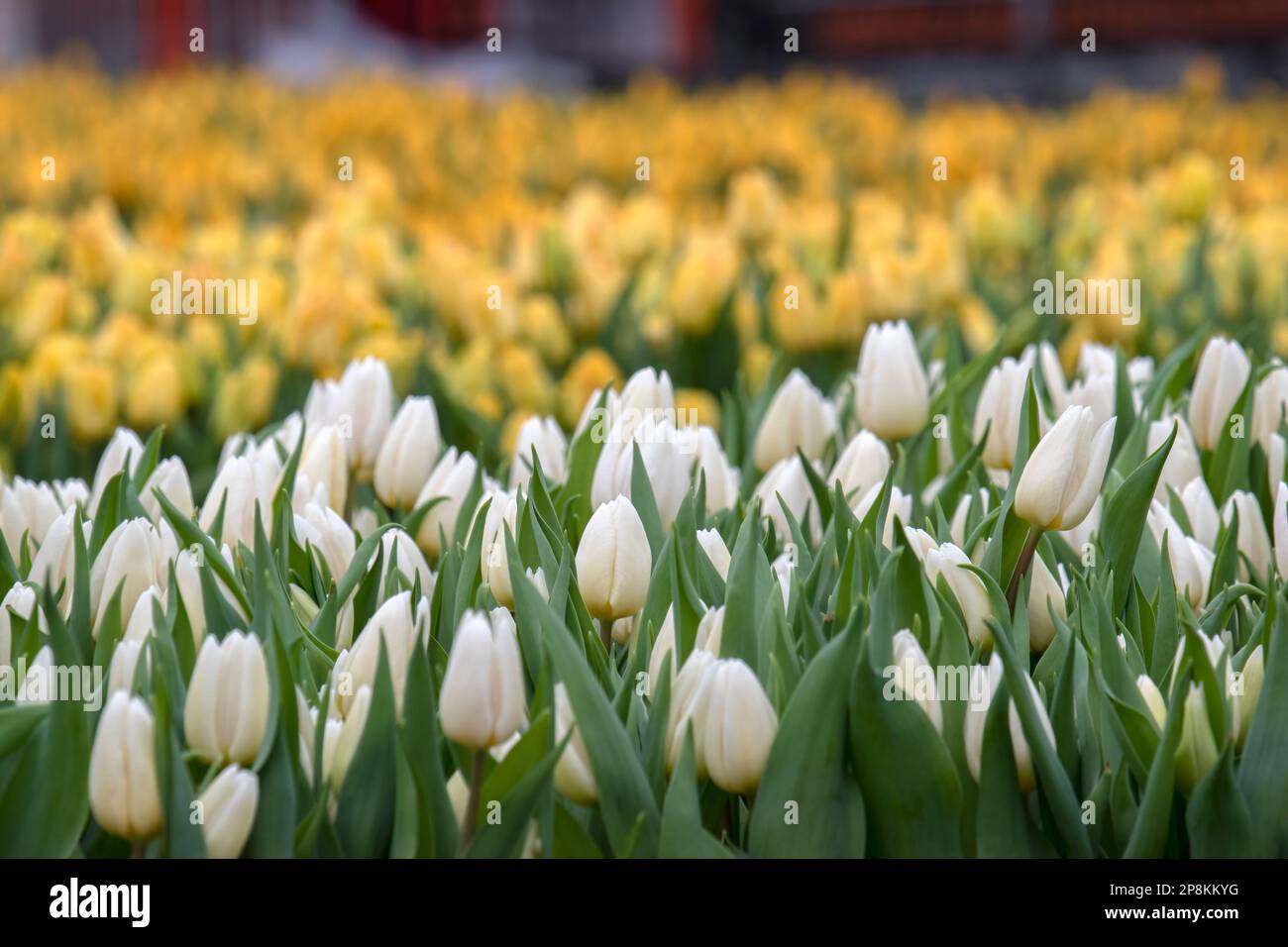 Two Layers Of White And Yellow Tulips At The National Tulip Day At ...