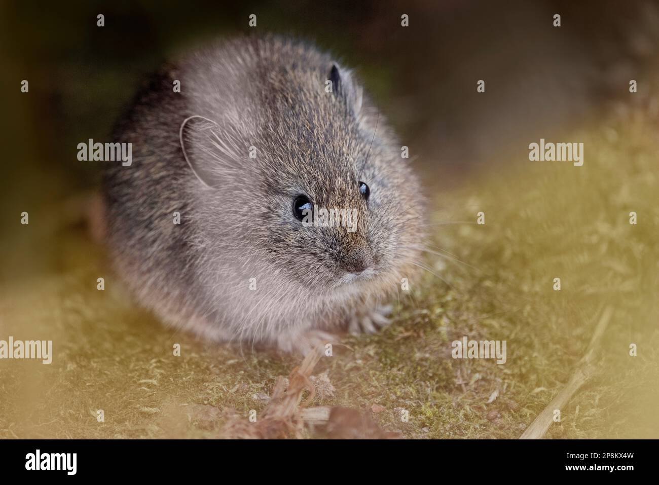 Sikkim Pika, Moupin Pika, Lungthung, Ochotona sikimaria, Sikkim, India ...