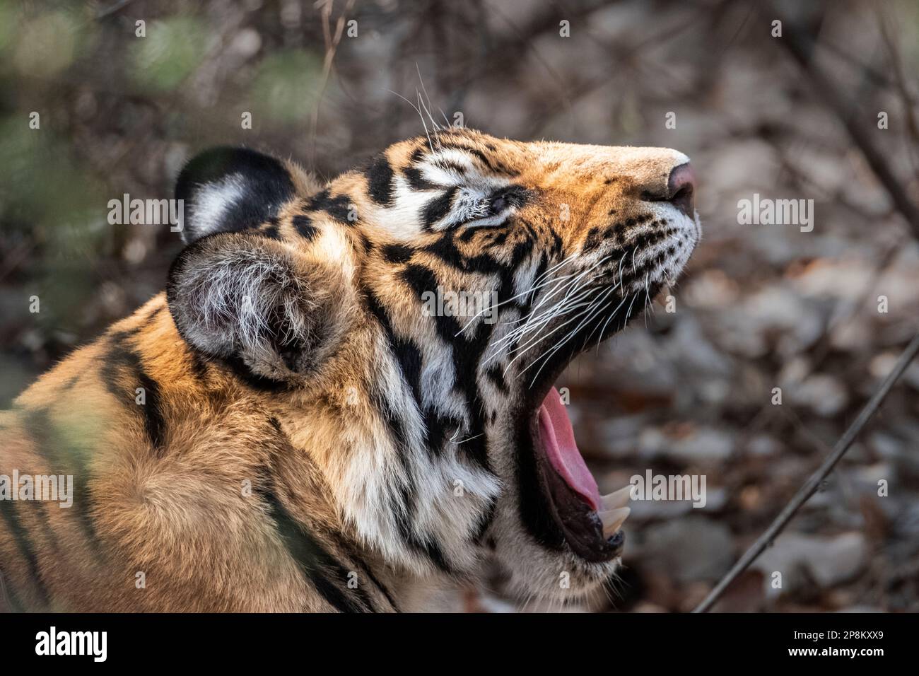 Tiger, Panthera tigris, close up portrait of the animal's head and face ...