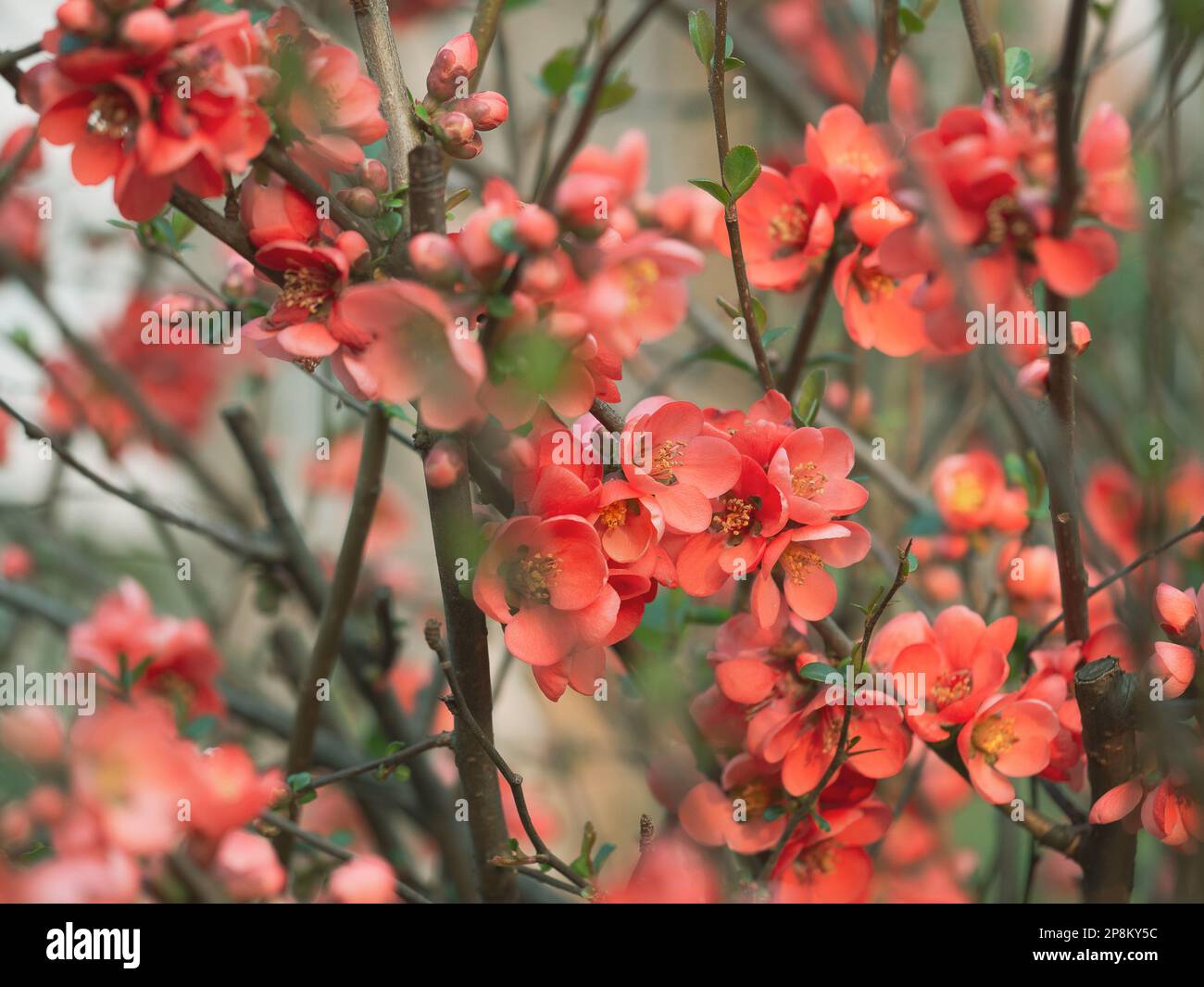 The beautiful flowering red Quince blossoms in the springtime Stock ...