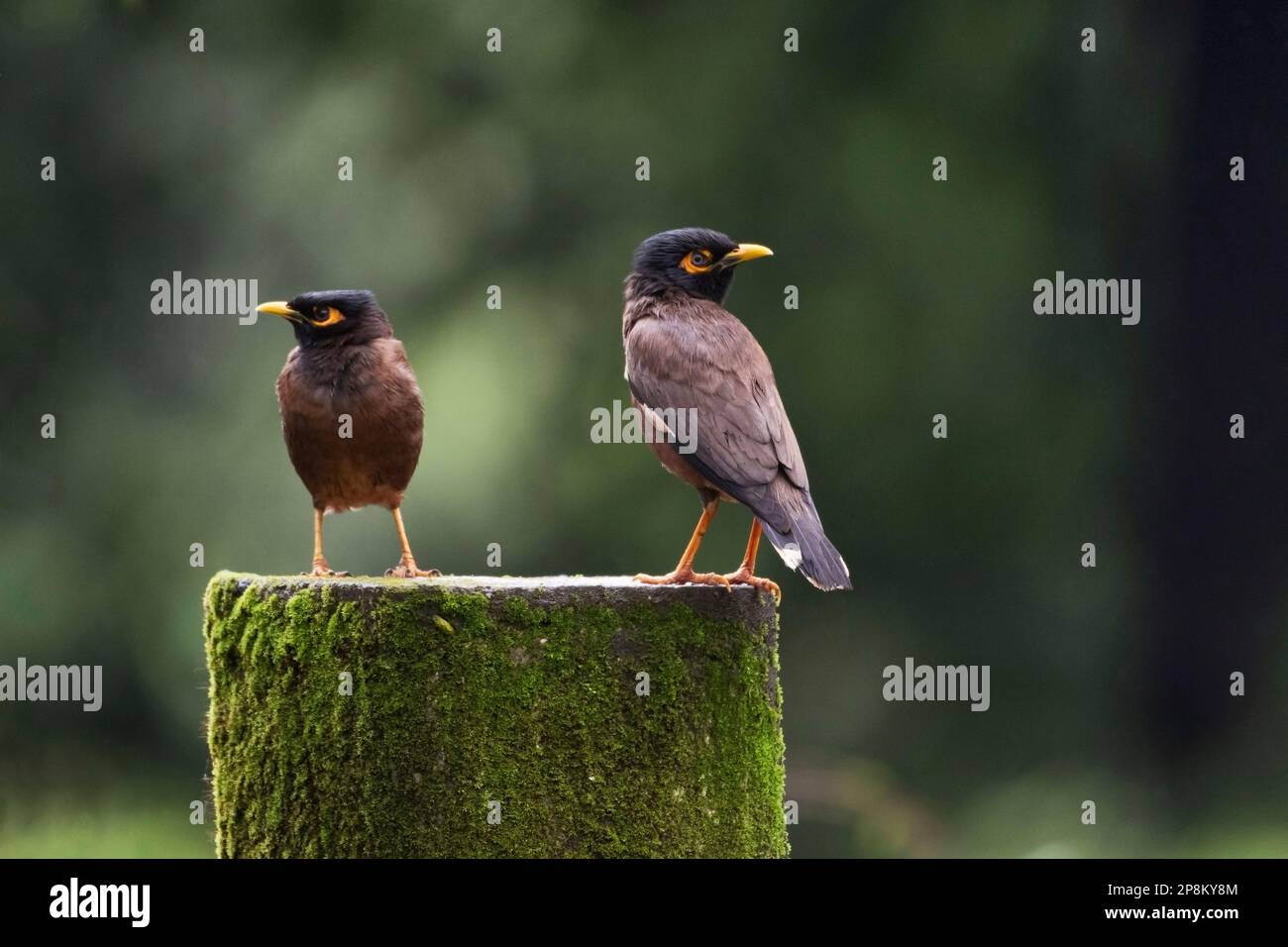 Common myna acridotheres tristis green hi-res stock photography and ...