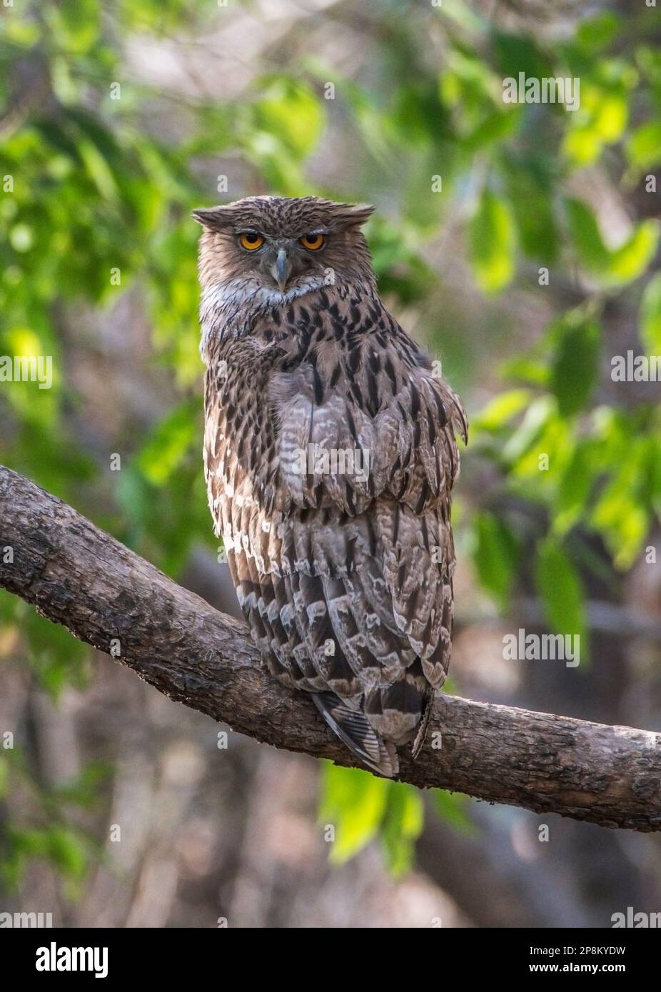 Brown Fish Owl