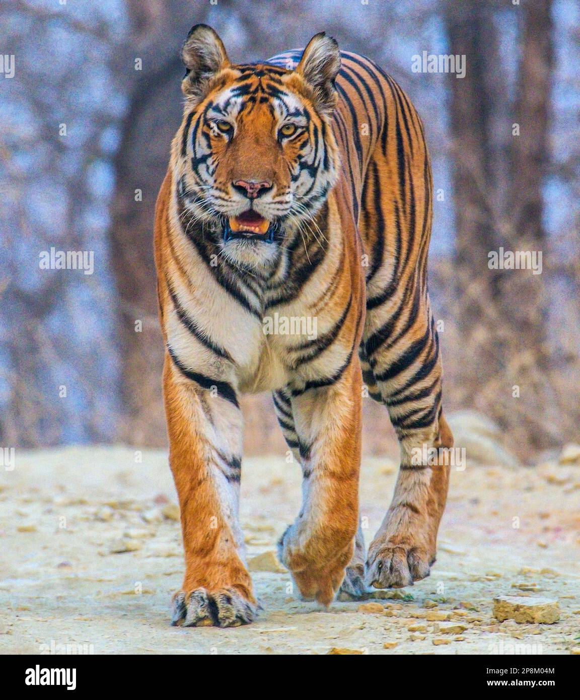 The Royal Bengal Tiger , Panthera tigris tigris, Panna National Park ...