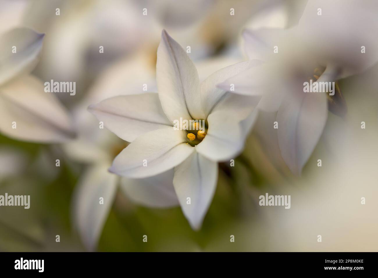 A bunch white Ipheion uniflorum next to each other in a field Stock ...