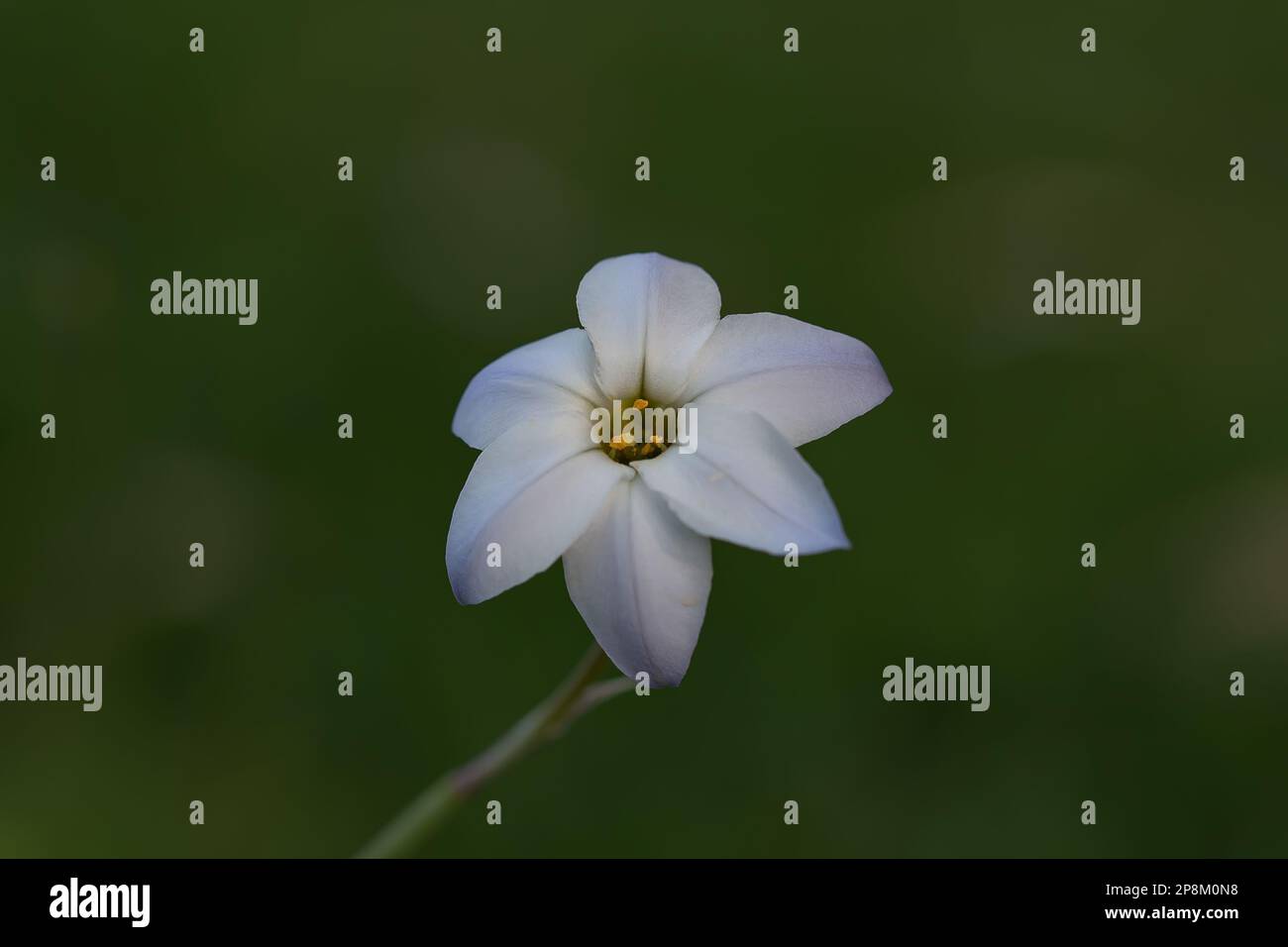 White ipheion hi-res stock photography and images - Alamy