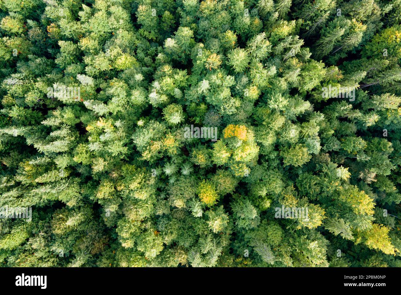 Aerial view of green pine forest with dark spruce trees. Nothern ...