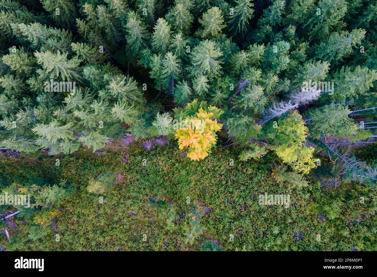 Aerial view of green pine forest with dark spruce trees. Nothern ...