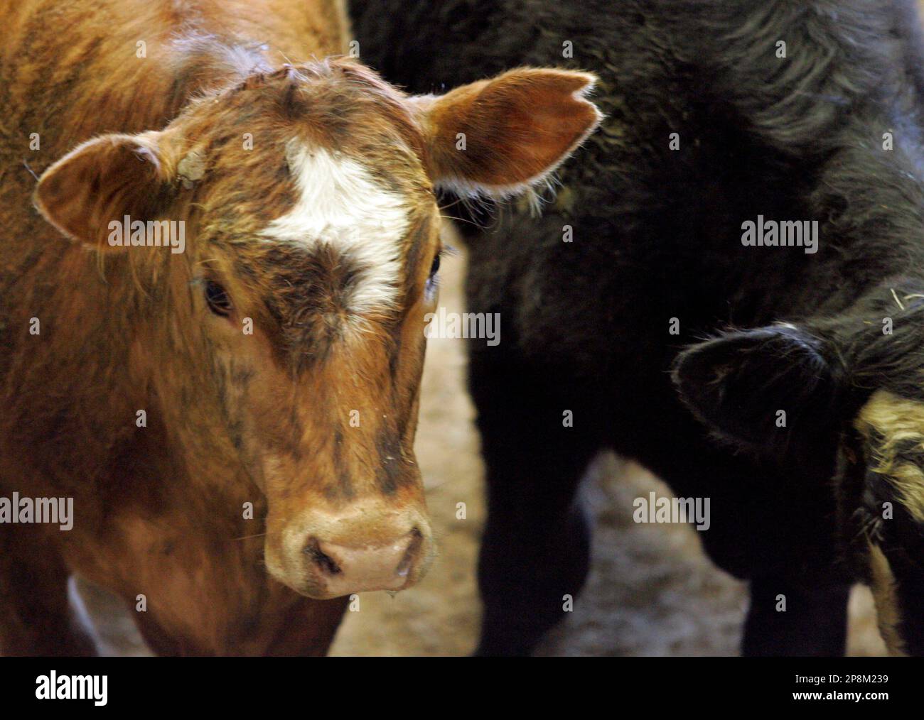 Ear Notching Cattle