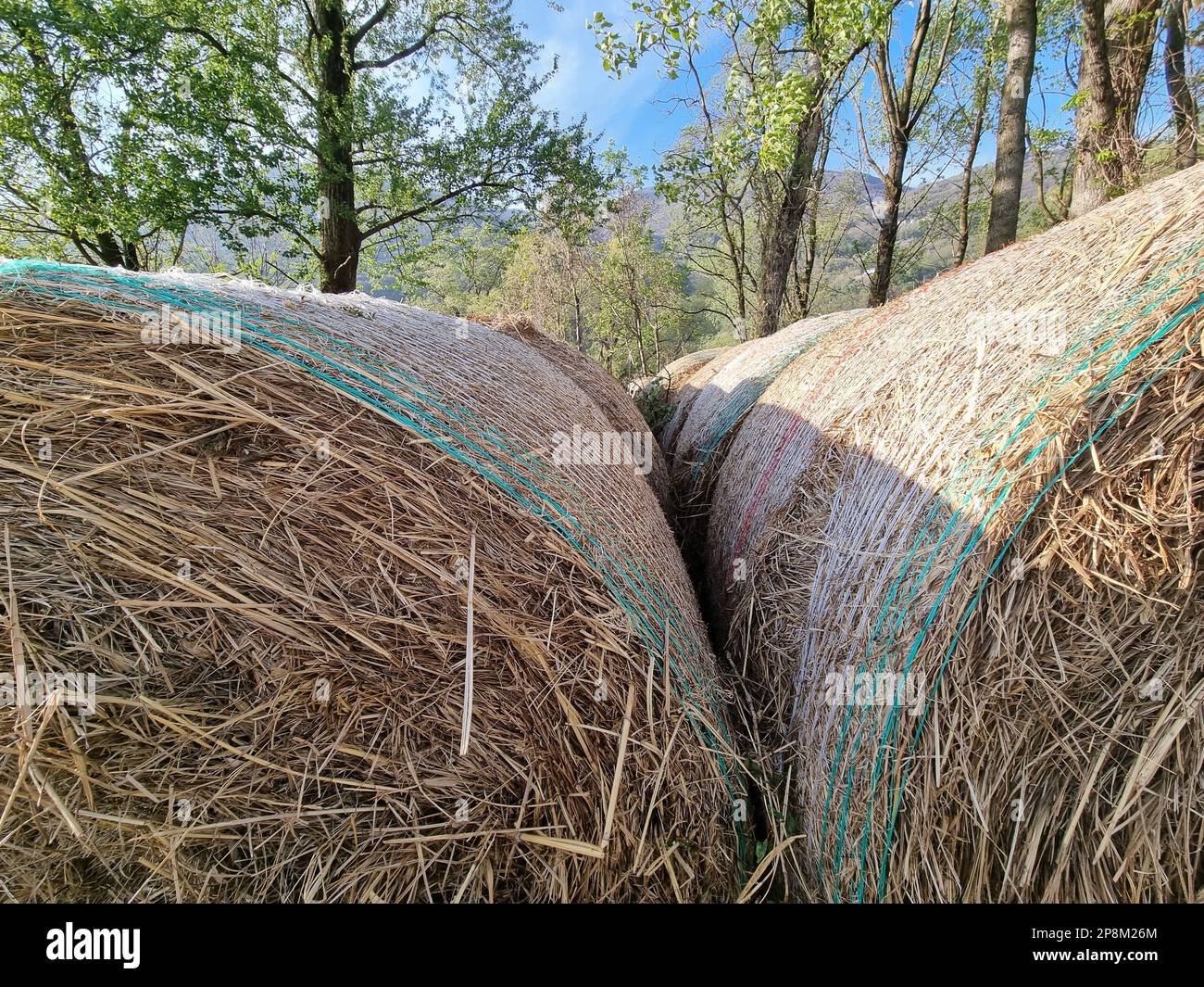 Round bale of hay organized in lines. Trees and mountains in the ...