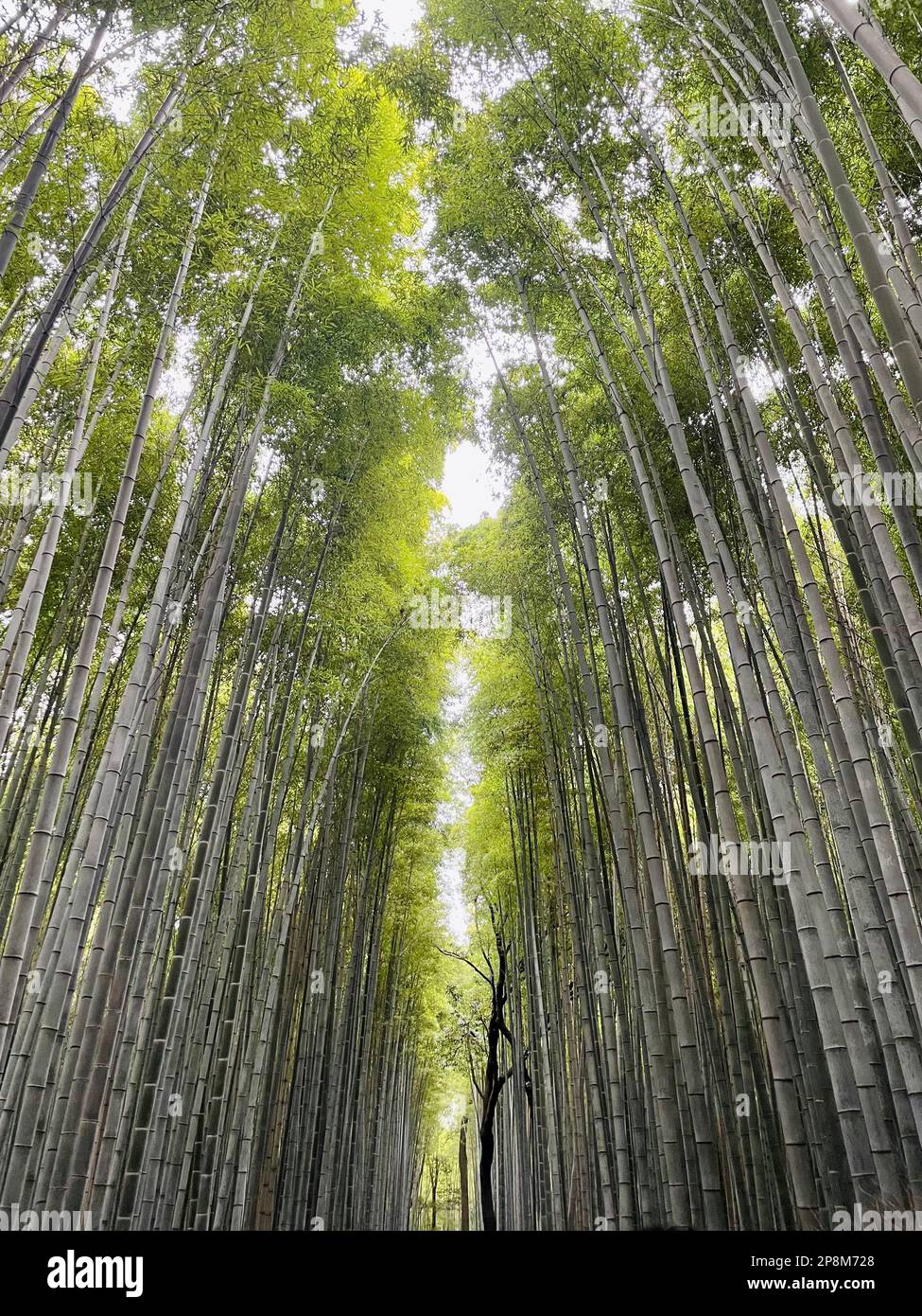 A lush forest of trees, featuring a unique border of tall, graceful ...