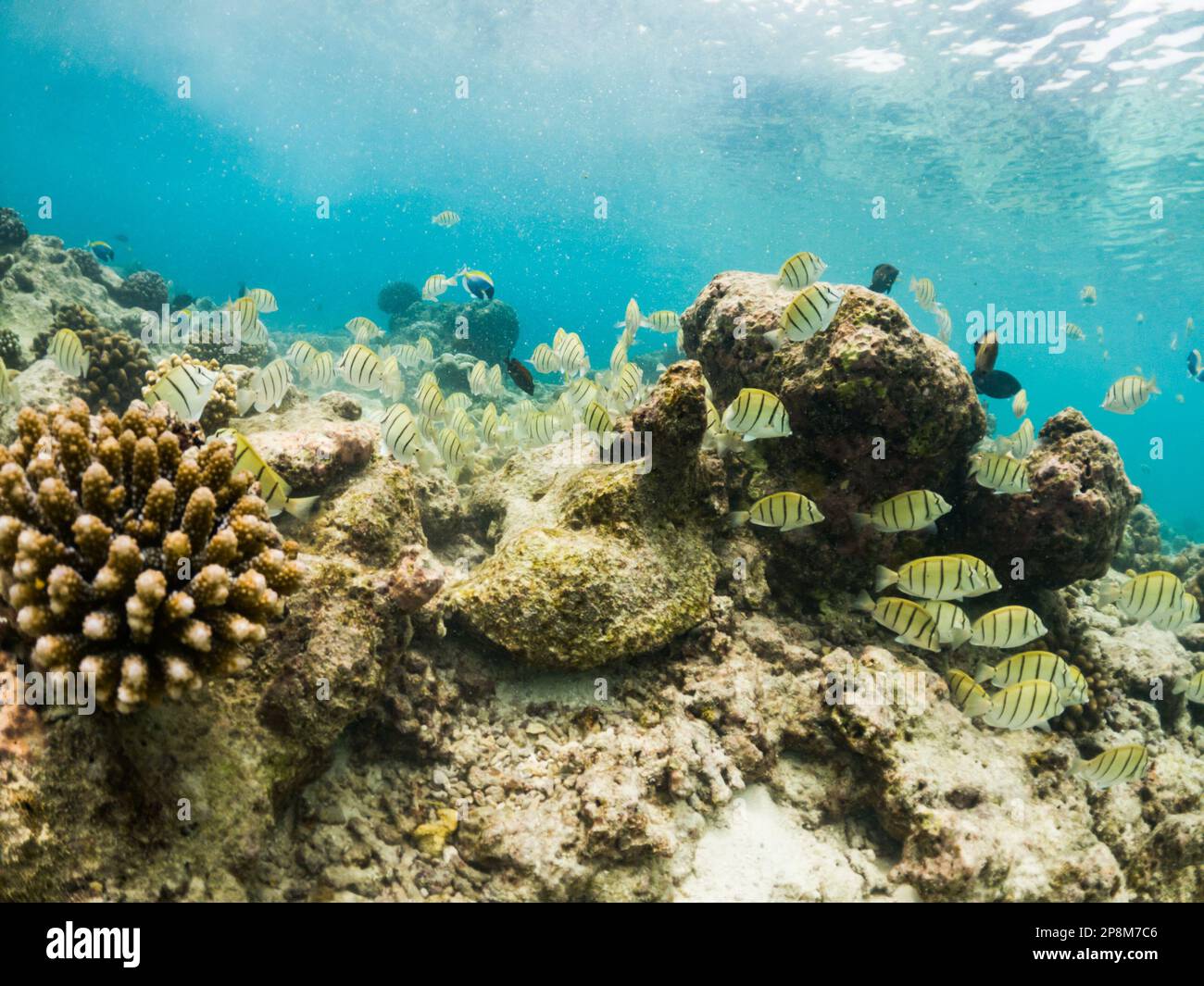 Blue corals under sea fiji hi-res stock photography and images - Alamy