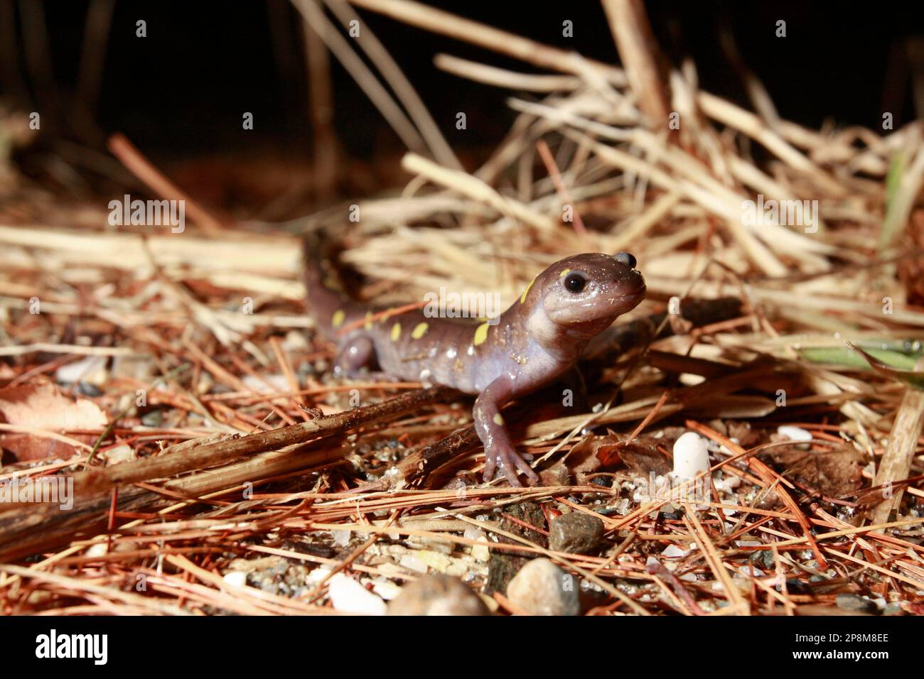 A spotted salamander is seen in New Haven, Vt., Sunday, March 22, 2009 ...