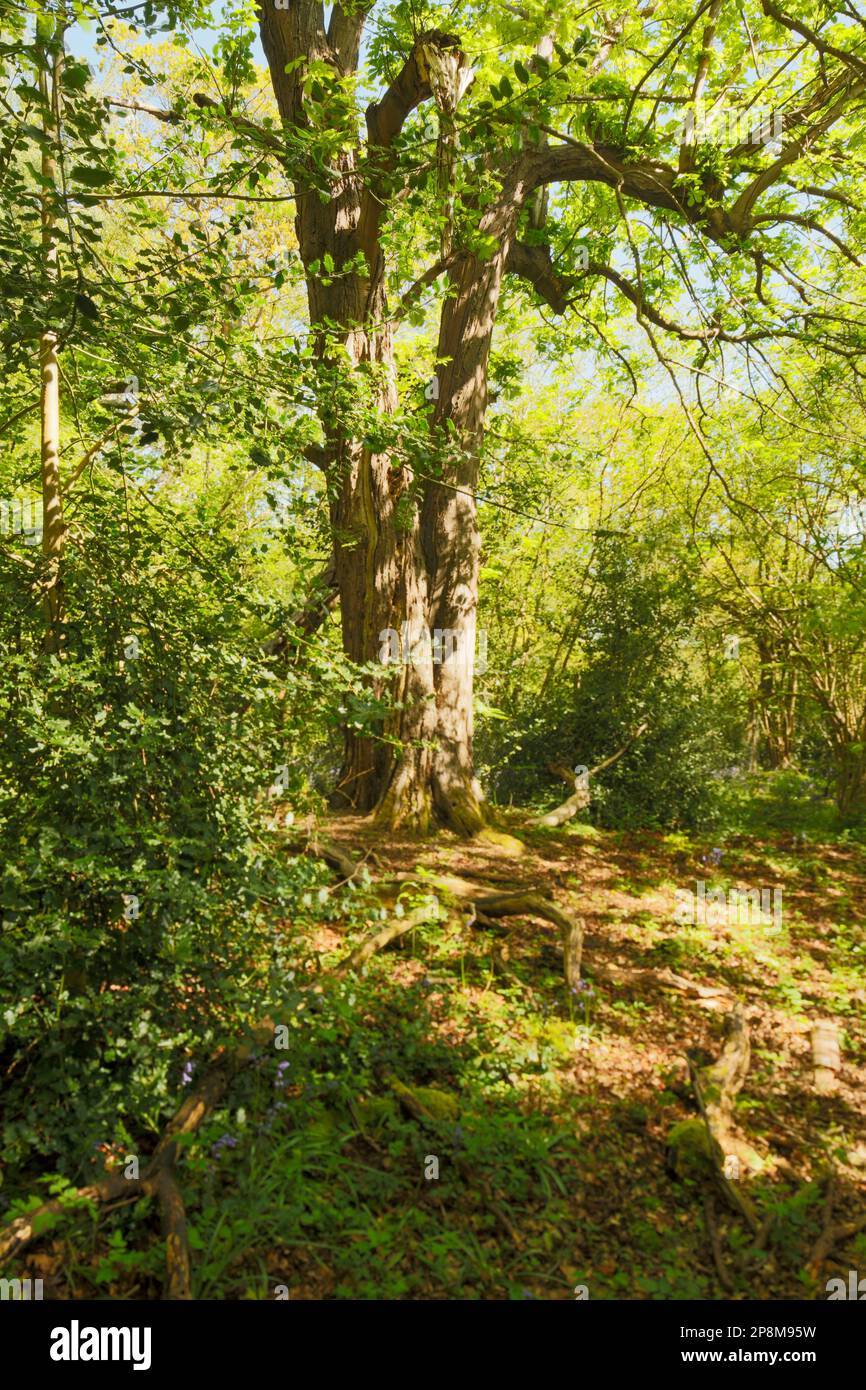 Wellbeing, warm looking bright sunshine on single tree in English ...