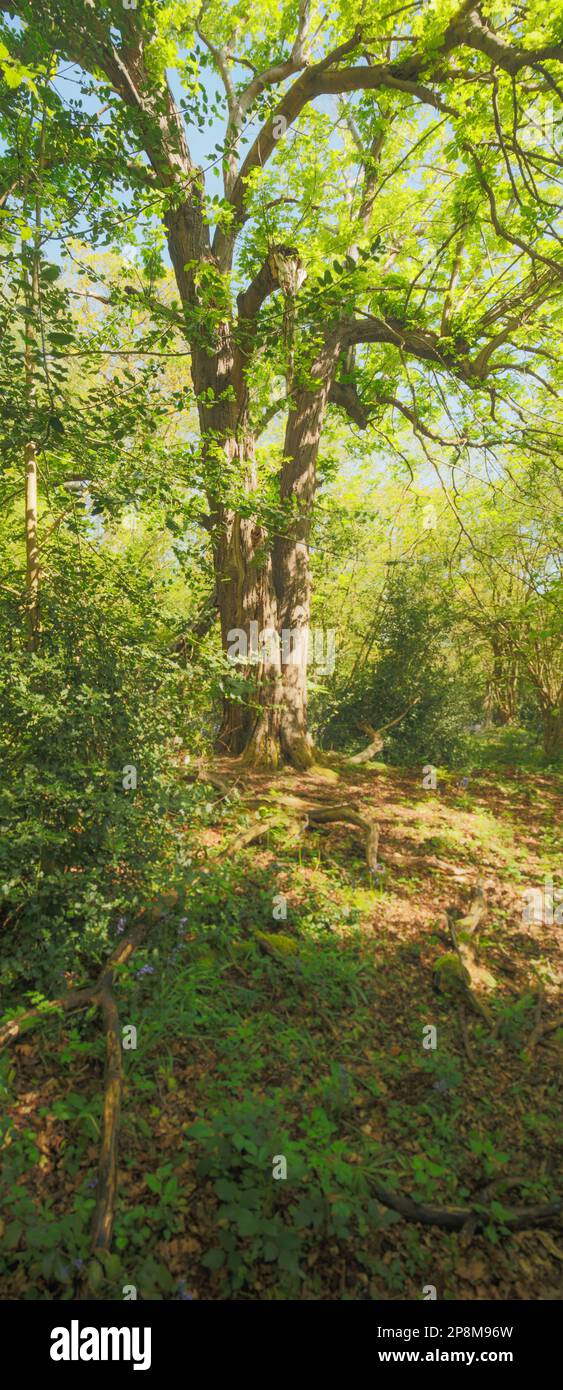 Wellbeing, warm looking bright sunshine on single tree in English ...
