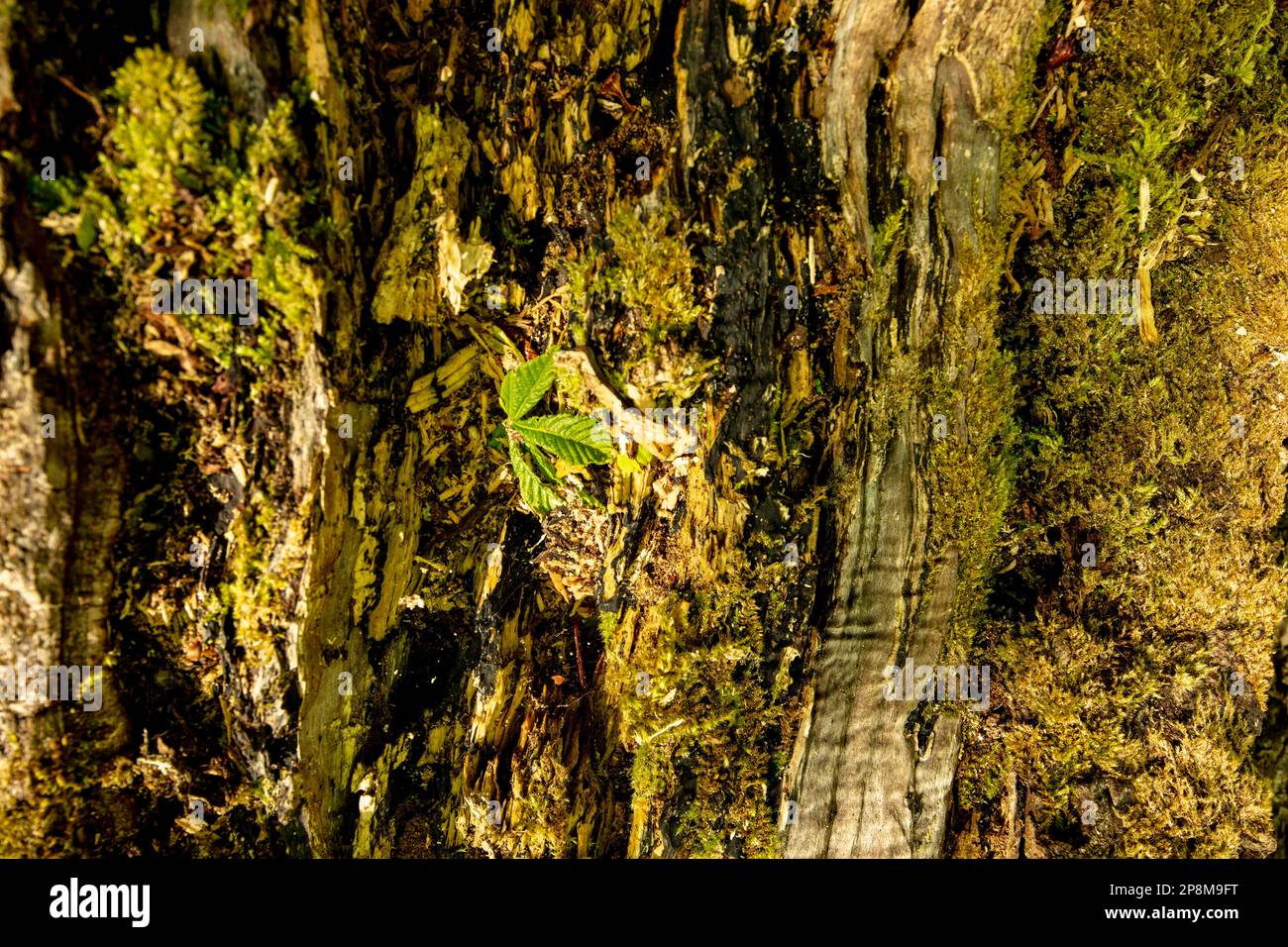 Life and death regeneration in nature. Highly patterned rotting tree ...