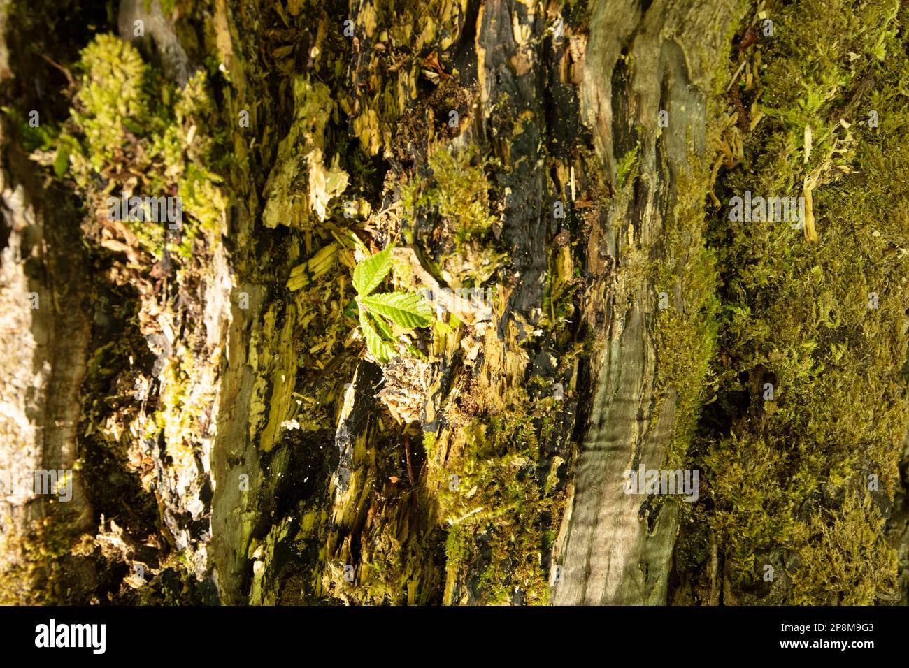 Life and death regeneration in nature. Highly patterned rotting tree ...
