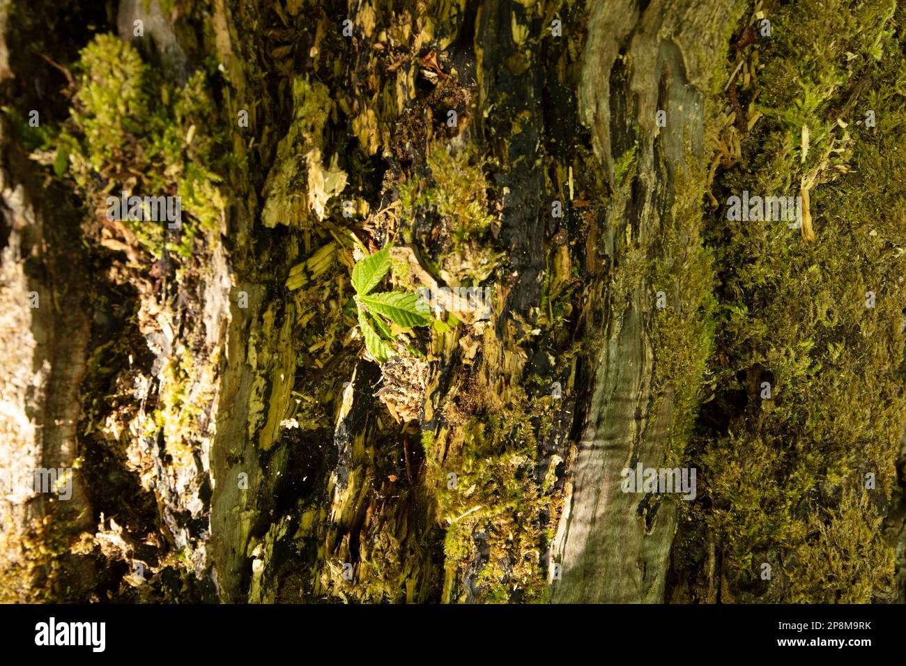 Life and death regeneration in nature. Highly patterned rotting tree ...