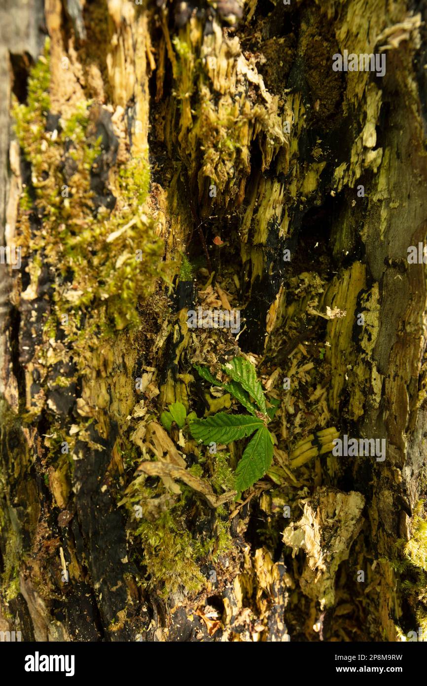 Life and death regeneration in nature. Highly patterned rotting tree ...