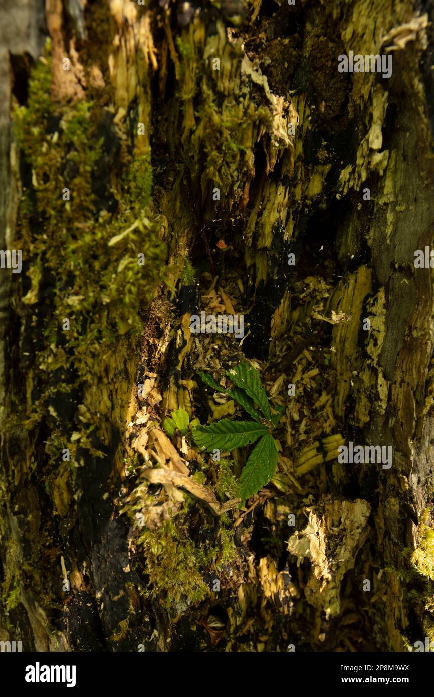 Life and death regeneration in nature. Highly patterned rotting tree ...