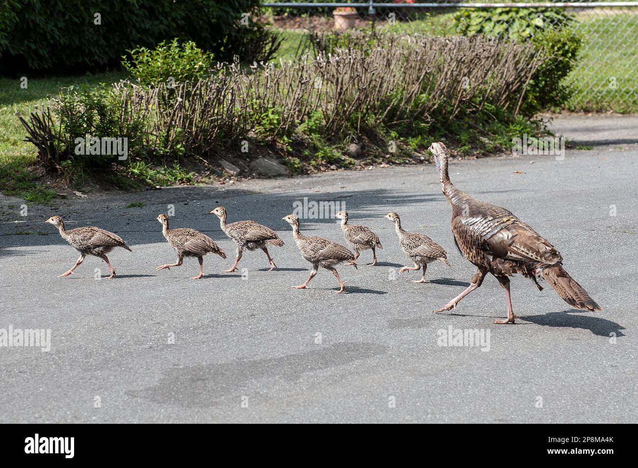 Wild turkey crossing road hi-res stock photography and images - Alamy